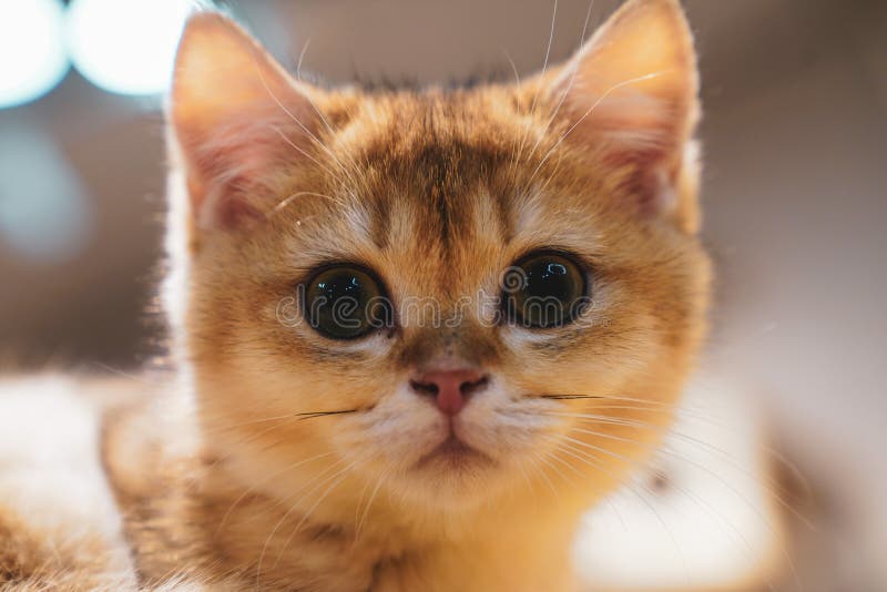 Cat s Gaze stock image. Image of whiskers, shop, skin - 254878475