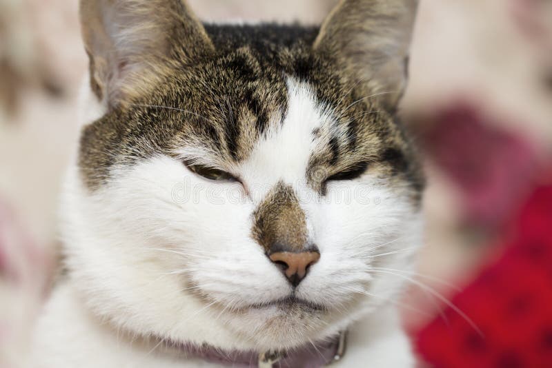 Cat s gaze stock image. Image of enraged, feline, portrait - 61421635