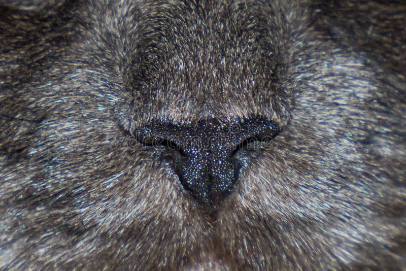 Gray Cat Nose Close Up, Texture Background Stock Photo - Image of gray ...