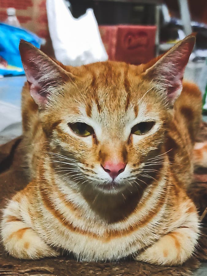 Cat S Head, Headshot of a Cat Stock Photo - Image of carnivore ...