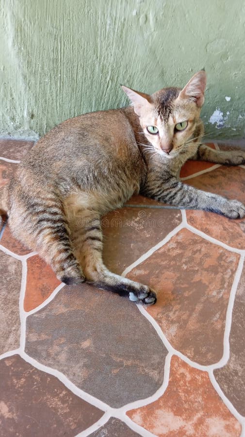 The Cat& X27;s Leg is Disabled Due To an Accident Stock Photo - Image ...