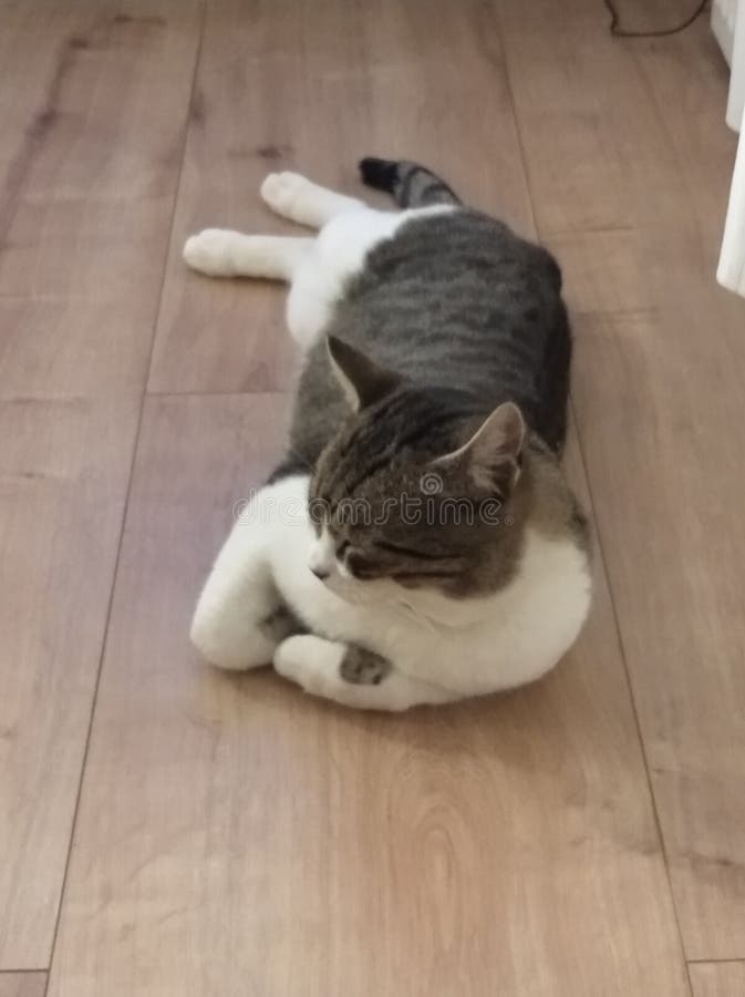 Cat s life is hard stock image. Image of nose, carnivore - 215272731