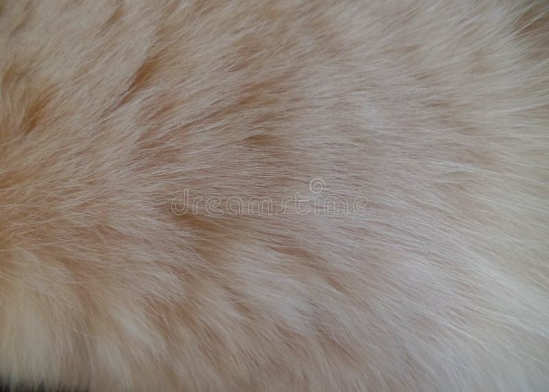 Cat`s Light Beige Fur Texture Natural Background Stock Image - Image of ...