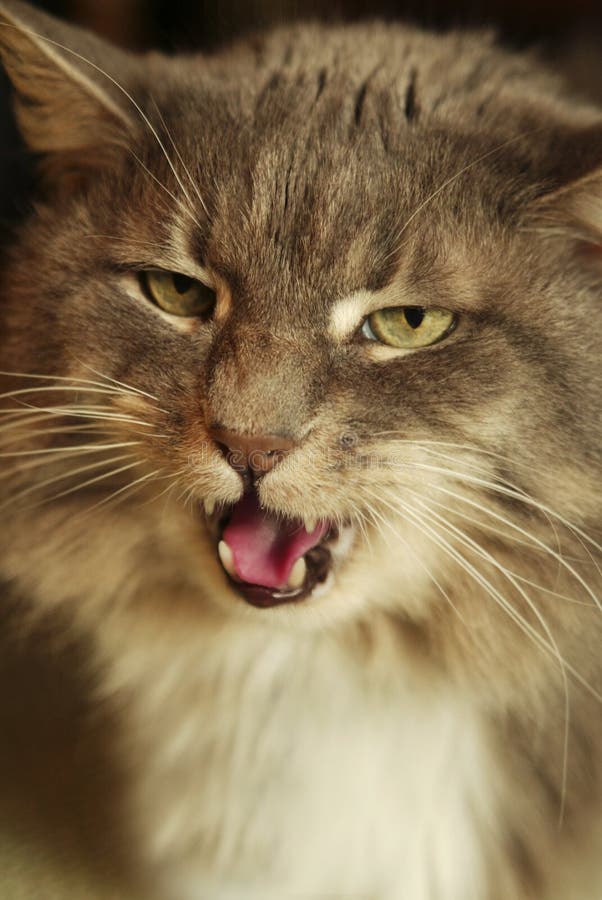 Snarling Cat stock image. Image of hiss, anger, cattitude - 187567