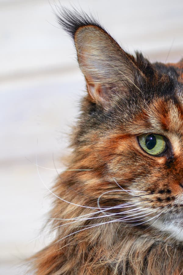 Cat S Muzzle Close-up Half Face Maine Coon Stock Image - Image of maine ...