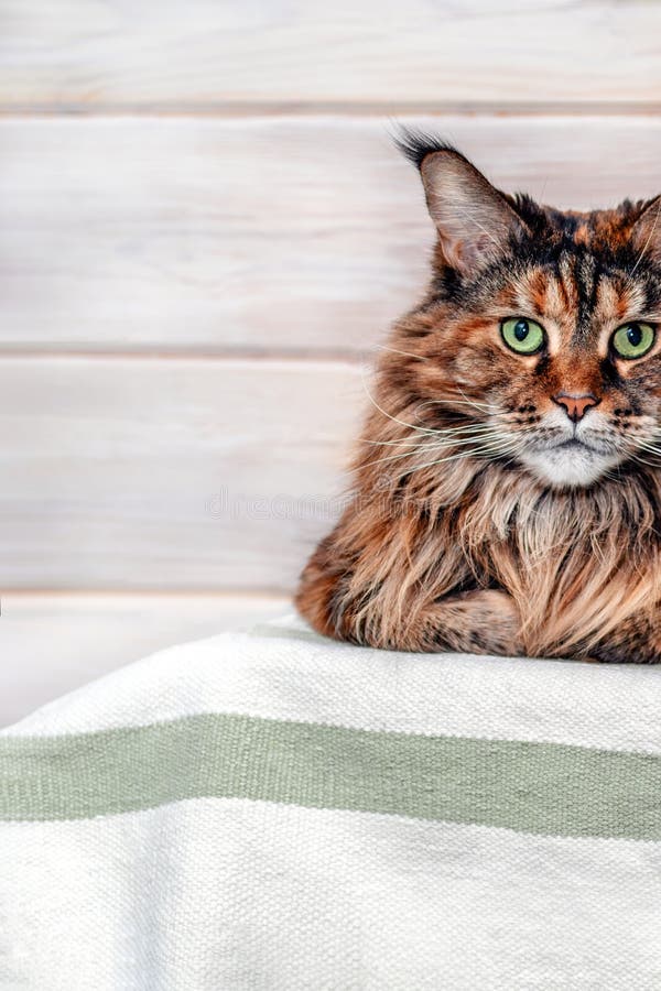 Cat S Muzzle Close-up Half Face Maine Coon Stock Photo - Image of face ...