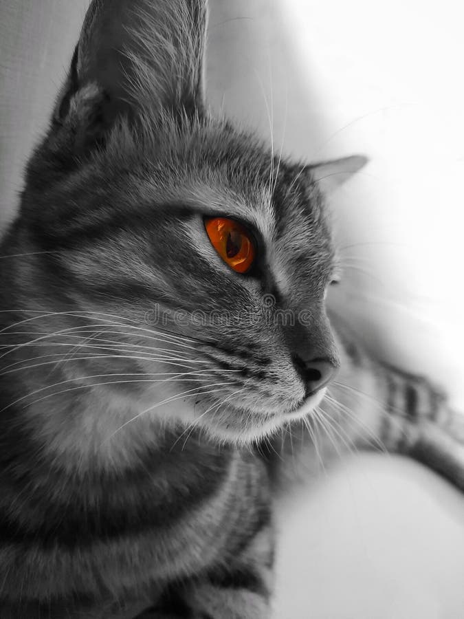 This cat s name is Macha stock photo. Image of texture - 240489650