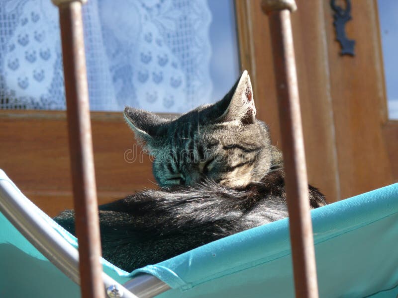 Cat`s nap stock photo. Image of purring, lounger, taking - 97403540