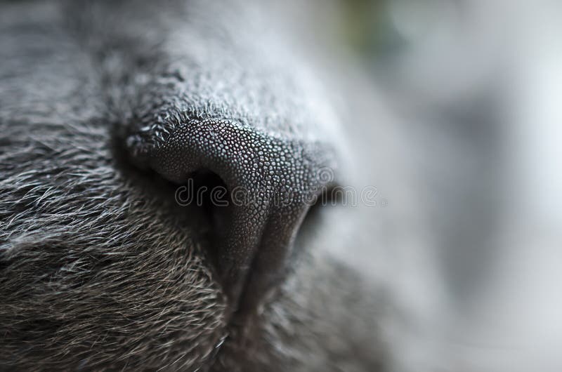 Cat s nose stock image. Image of magnification, mammals - 34849529