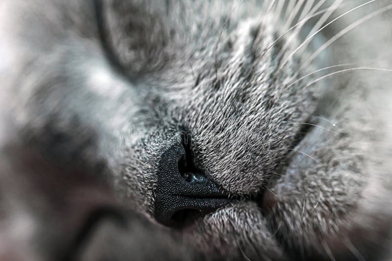 Cat`s nose and mouth stock photo. Image of gray, beautiful - 214266922
