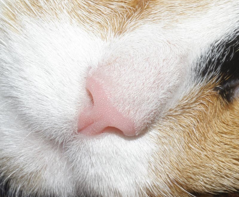 Cat s nose stock image. Image of pink, white, black, nose - 63121451