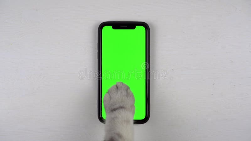 Paw Taps Stock Photos - Free & Royalty-Free Stock Photos from Dreamstime