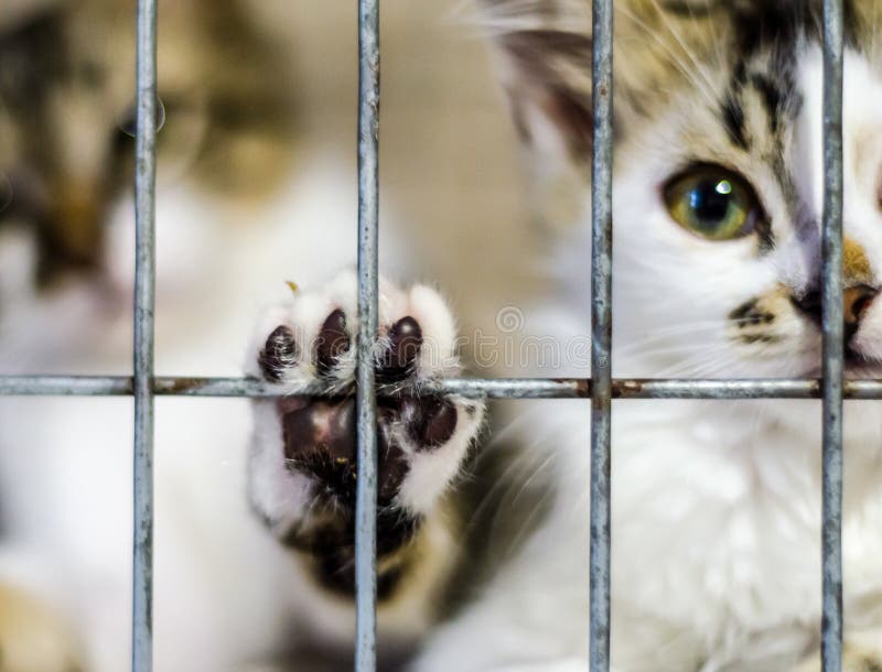 Cat S Paw on the Cage and Kittens in Blur Stock Photo - Image of bokeh ...