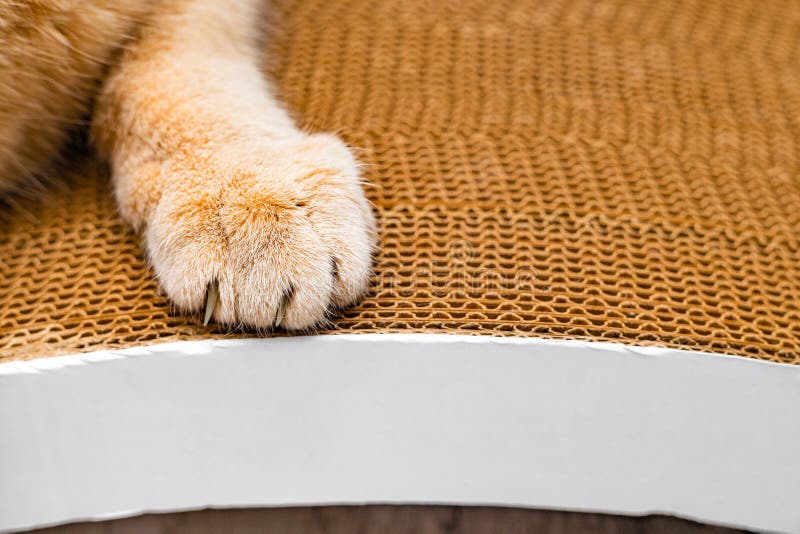 A Cat S Paw with Claws Extended Lies on a Floor Scratching Post, Close ...