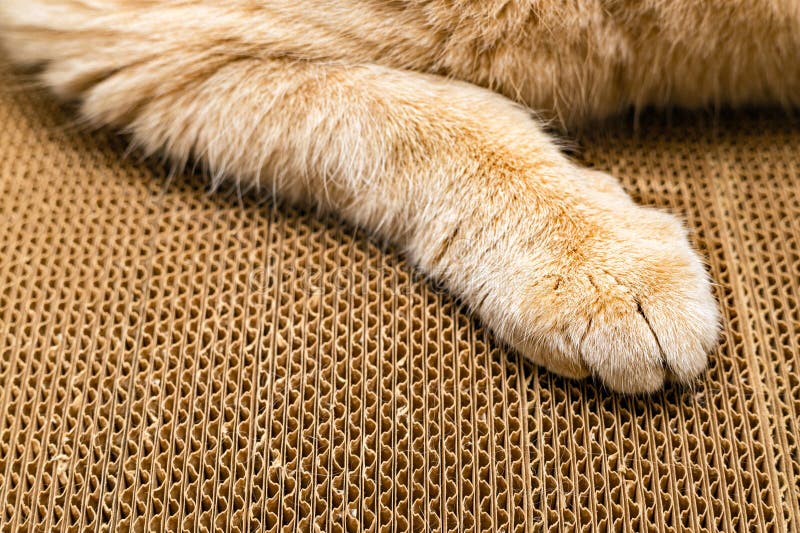 A Cat S Paw with Claws Extended Lies on a Floor Scratching Post, Close ...