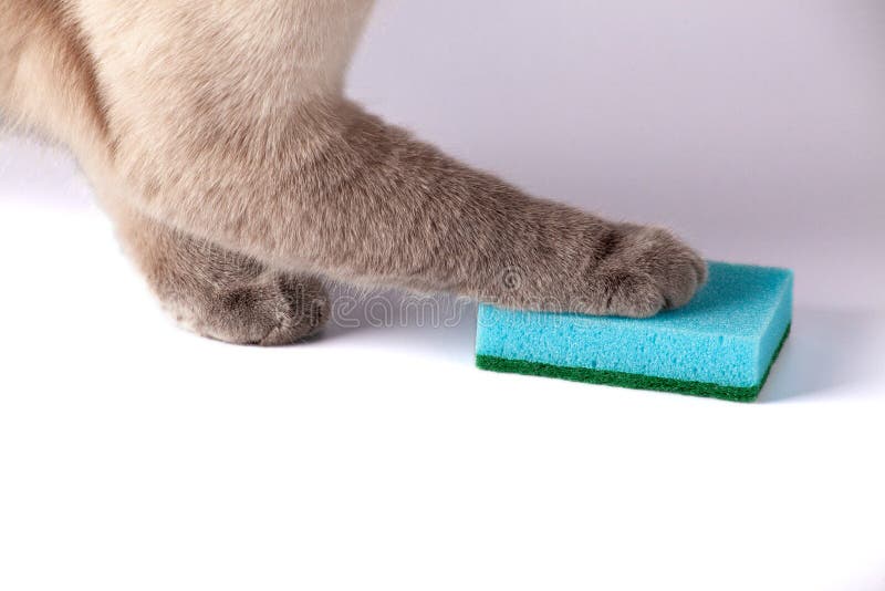 Cat Washing Dishes Stock Photos - Free & Royalty-Free Stock Photos from ...