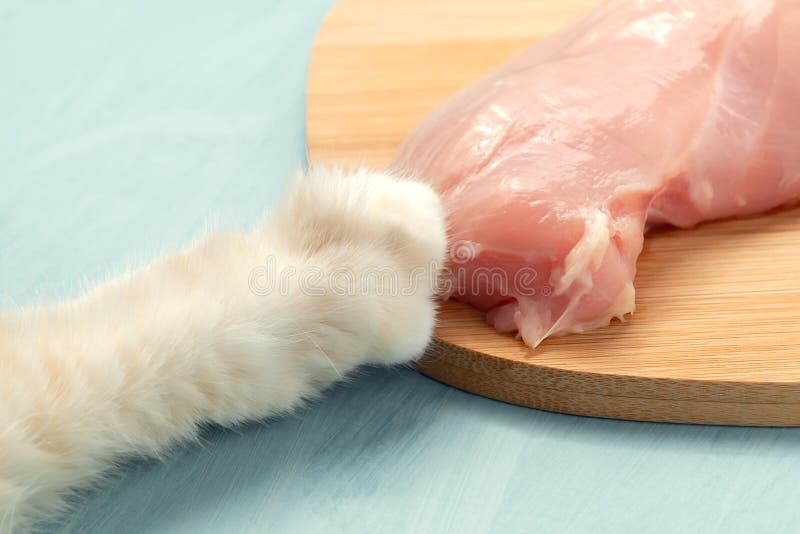 Cat`s Paw Stealing a Piece of Chicken from the Table, Close Up Stock ...