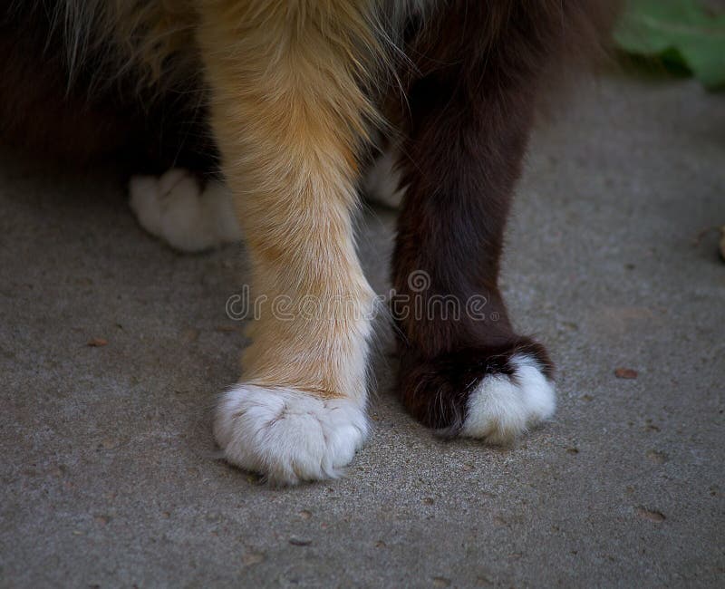 Cat`s paws close up stock image. Image of white, black - 126624103