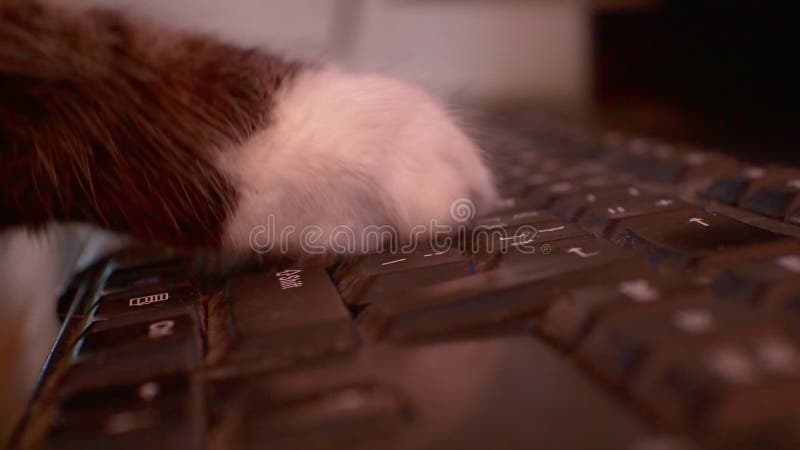 Cat`s Paws are Typing on a Computer Keyboard of Field Stock Footage ...