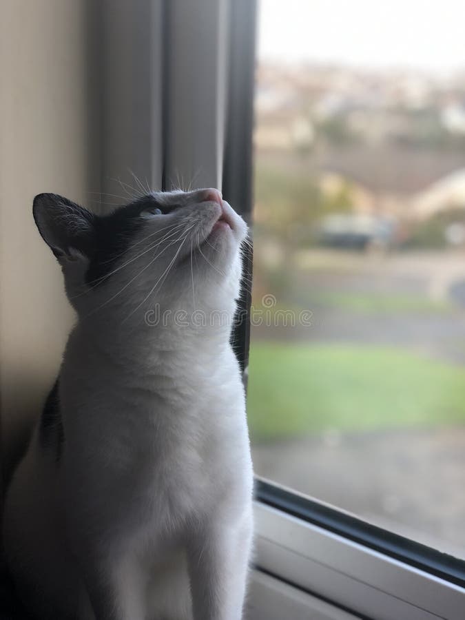 Cat stock photo. Image of lookup, white, black, portrait - 236265964