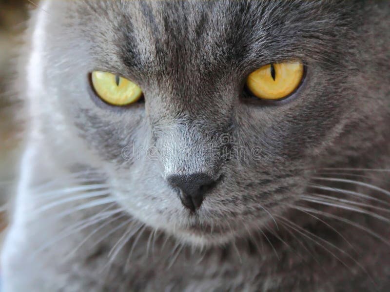 Cat S Portrait with Yellow Eyes Stock Image - Image of feline, close ...