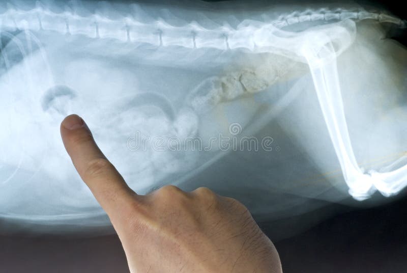 Cat Right Lateral Thorax X-ray Stock Photo - Image of backbone, organs ...