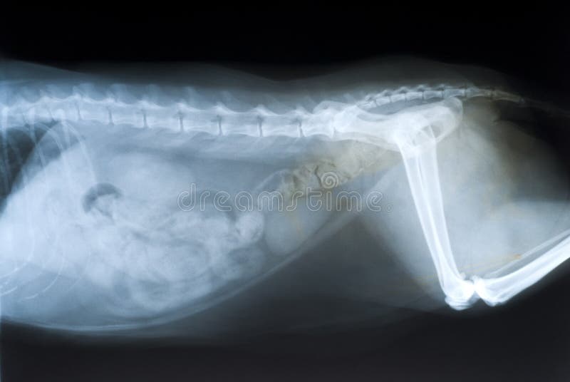 Cat Right Lateral Thorax X-ray Stock Photo - Image of backbone, organs ...