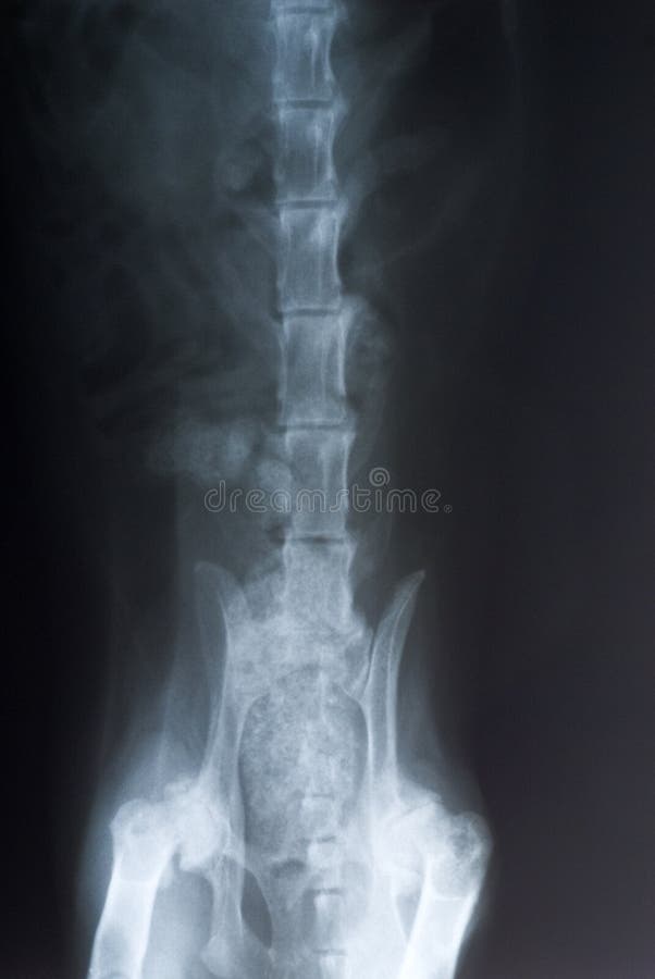 Cat s X-Ray stock image. Image of feline, health, tummy - 17865269