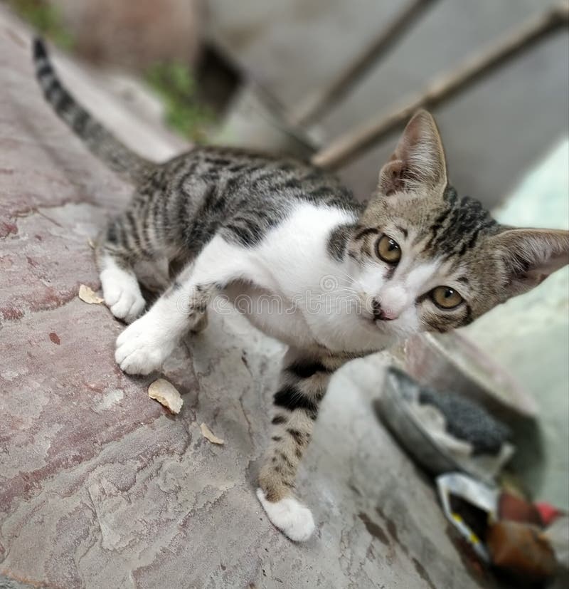 Cat& X27;s Reaction at Camera Stock Image - Image of cats, wild: 122479713