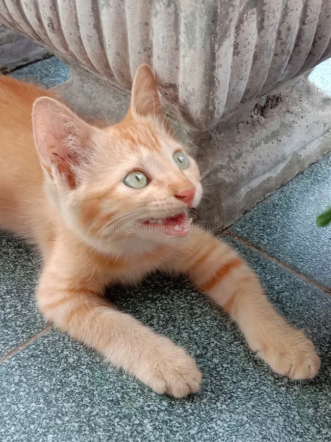 Cat& X27;s Reaction when they See a Lizard on the Wall Stock Photo ...