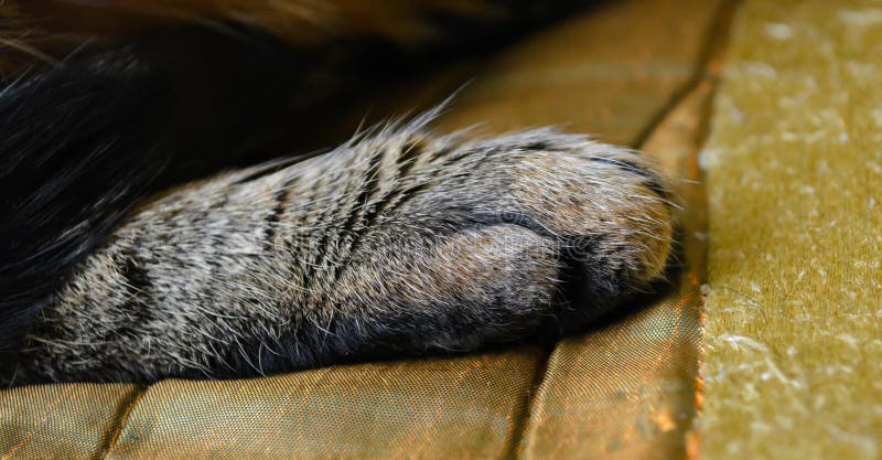 Cat`s rear paw stock image. Image of striped, beautiful - 107500121