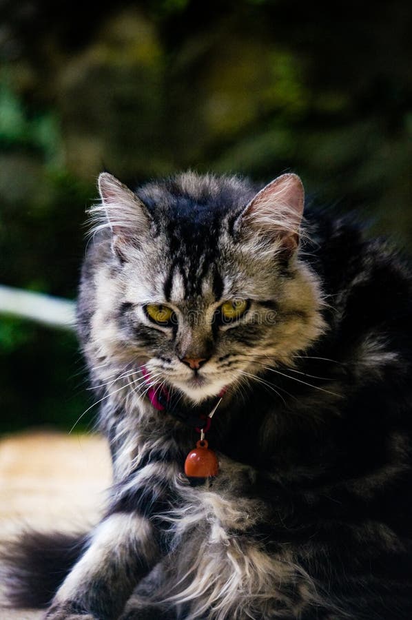 The Cat& X27;s Sharp Gaze Seemed To See Its Prey Stock Photo - Image of ...