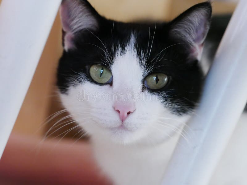 A Cat`s spellbound look. stock photo. Image of cats - 138242416