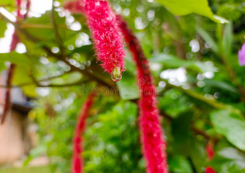 Cat S Tail Flower or Acalypha Hispida is Red Stock Image - Image of ...
