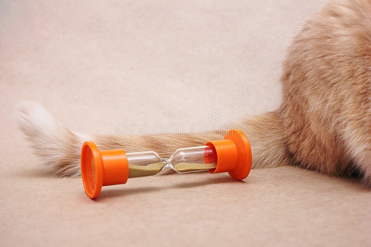 Procrastination Cat Stock Photos - Free & Royalty-Free Stock Photos ...