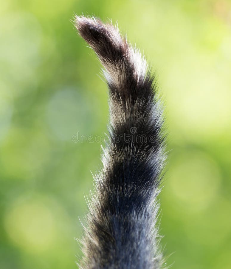 Cat`s tail in nature stock image. Image of pose, plant - 102262007
