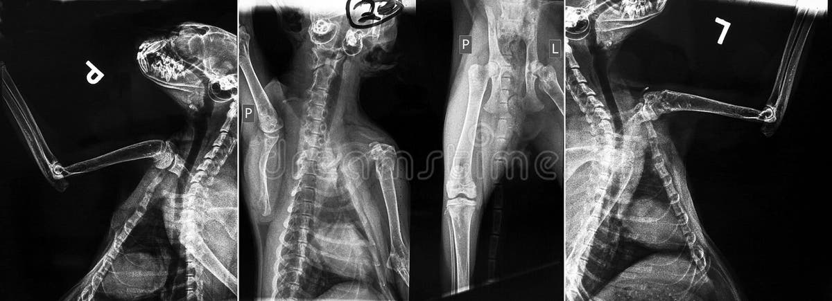 138 Cat Leg Anatomy Stock Photos - Free & Royalty-Free Stock Photos ...