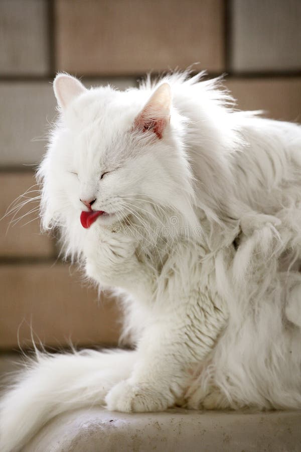 Cat s wash stock photo. Image of haired, tired, head - 14158942