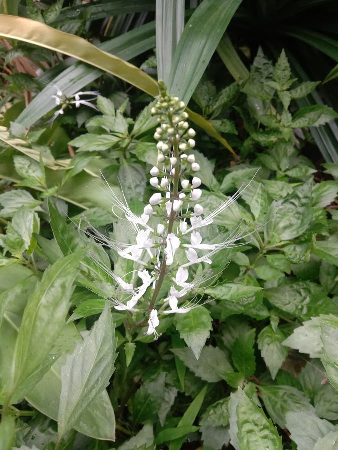 Cat& X27;s Whiskers Flower for Bladder Disease Medicine Stock Photo ...