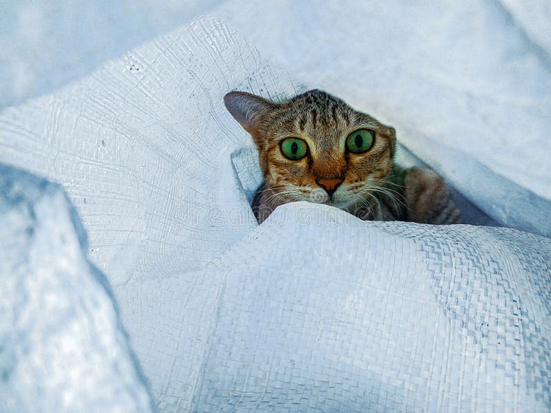 Cat in a sack stock image. Image of mother, nose, mammal - 288378949