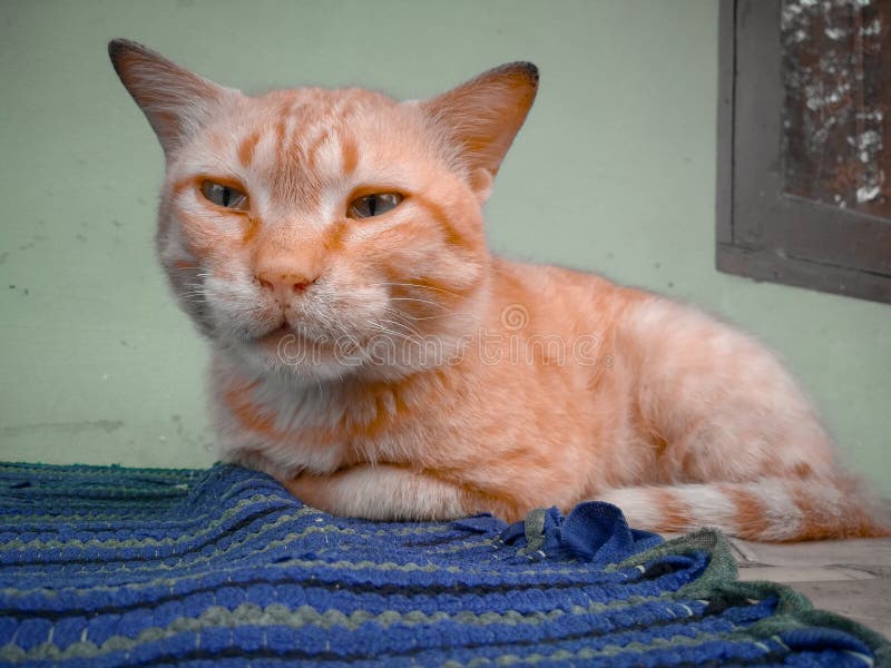 A sad cat stock image. Image of wildcat, carnivore, kitten - 210455383