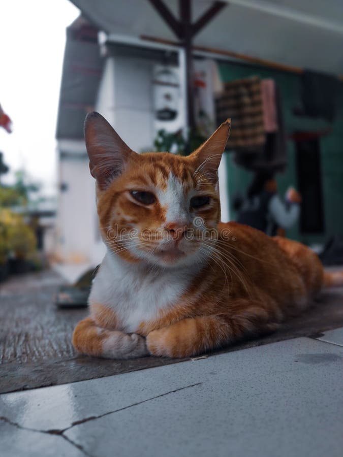 Cat sad boy stock image. Image of mammal, wildlife, kitten - 334028903