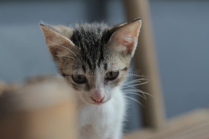 A Cat that is Looking Sad about Something Stock Photo - Image of ...