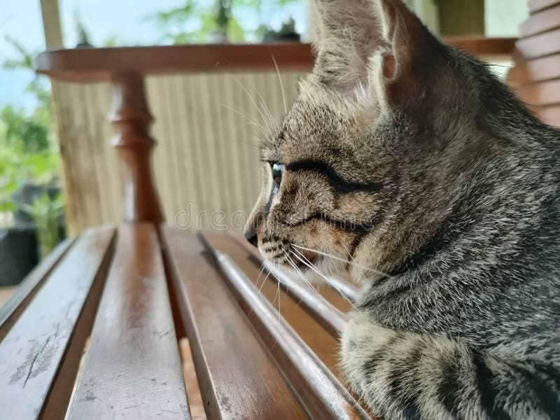 The cat is sad stock photo. Image of pets, cats, home - 267717316