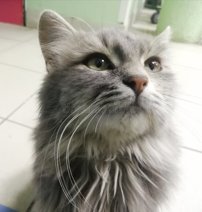 Cat Sad in Shop and Want Eat Stock Photo - Image of shop: 200923202