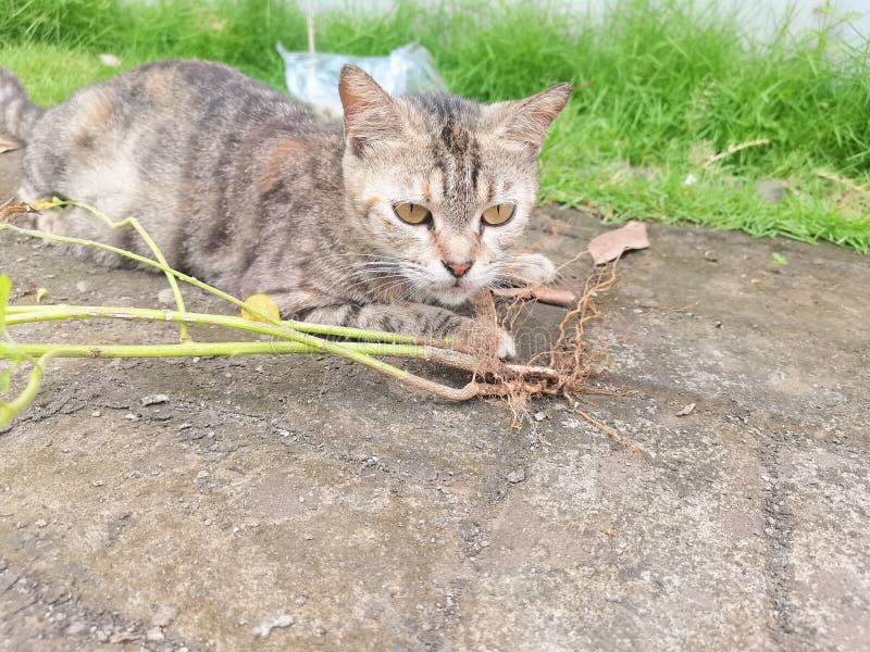 Cat Sakau Using Calipa Sp. Plant Roots Stock Image - Image of calipa ...
