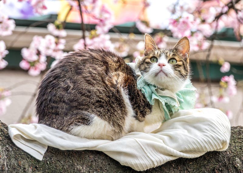 205 Cat Sakura Stock Photos - Free & Royalty-Free Stock Photos from ...