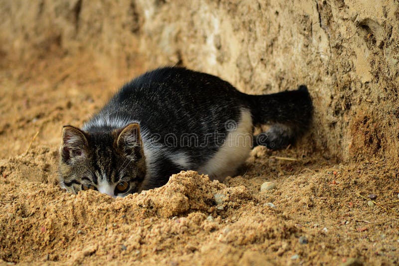 Cat in the sand stock photo. Image of playing, animal - 63505576