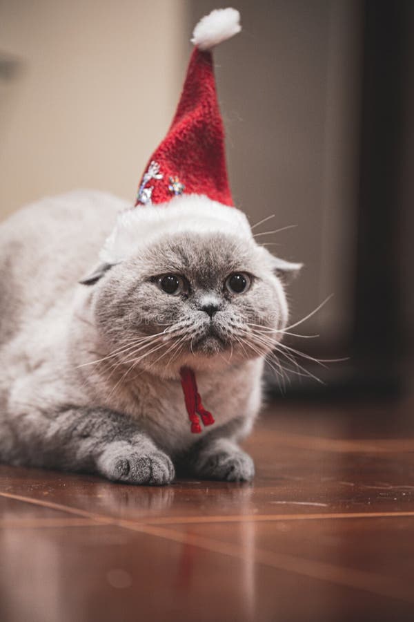 British Color Point Cat in Santa Claus Hat Stock Photo - Image of ...