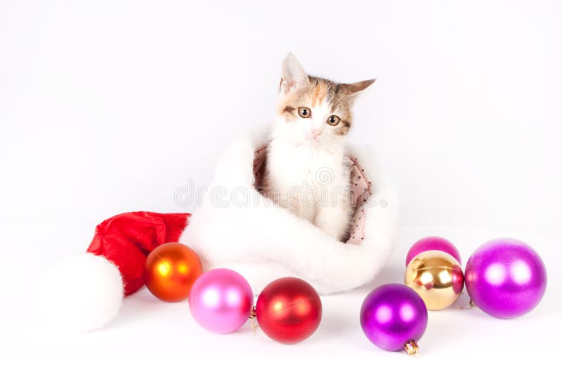 Sad christmas cat stock photo. Image of fancy, british - 62820544